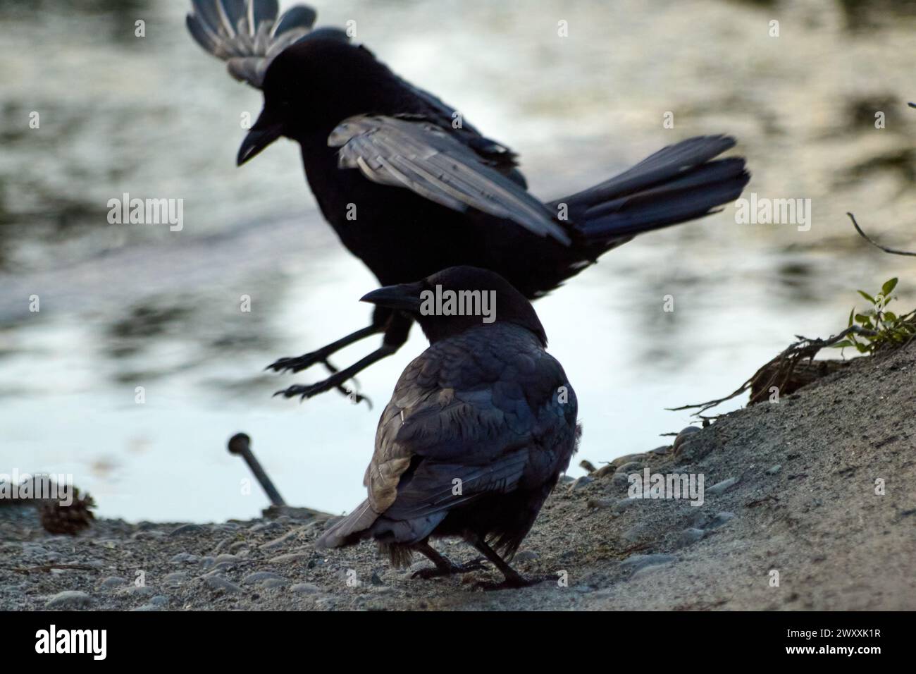 Crow landing hi-res stock photography and images - Alamy