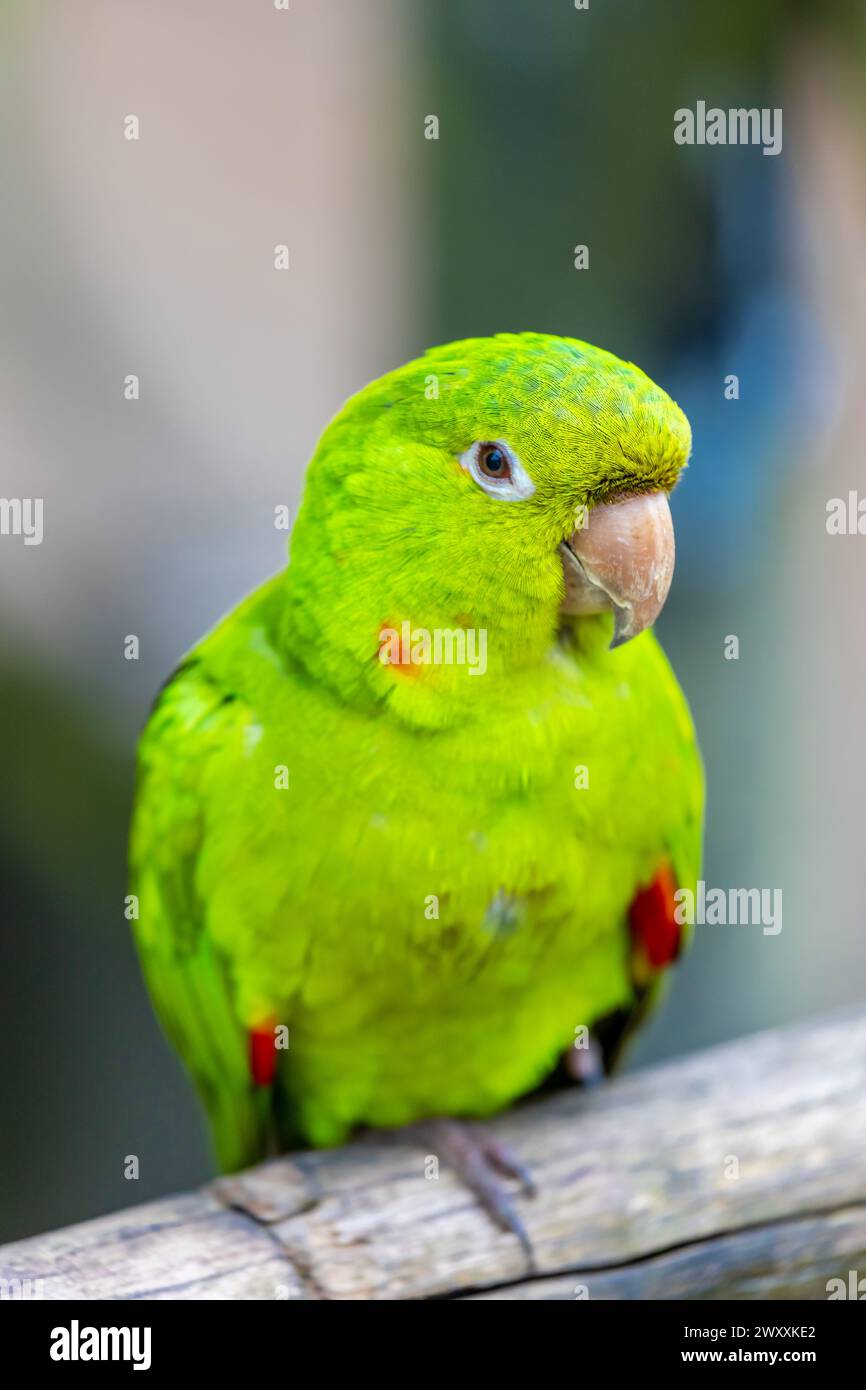 Green Parrot in a bird zoo Parque das Aves bird park Brazil Iguazu ...