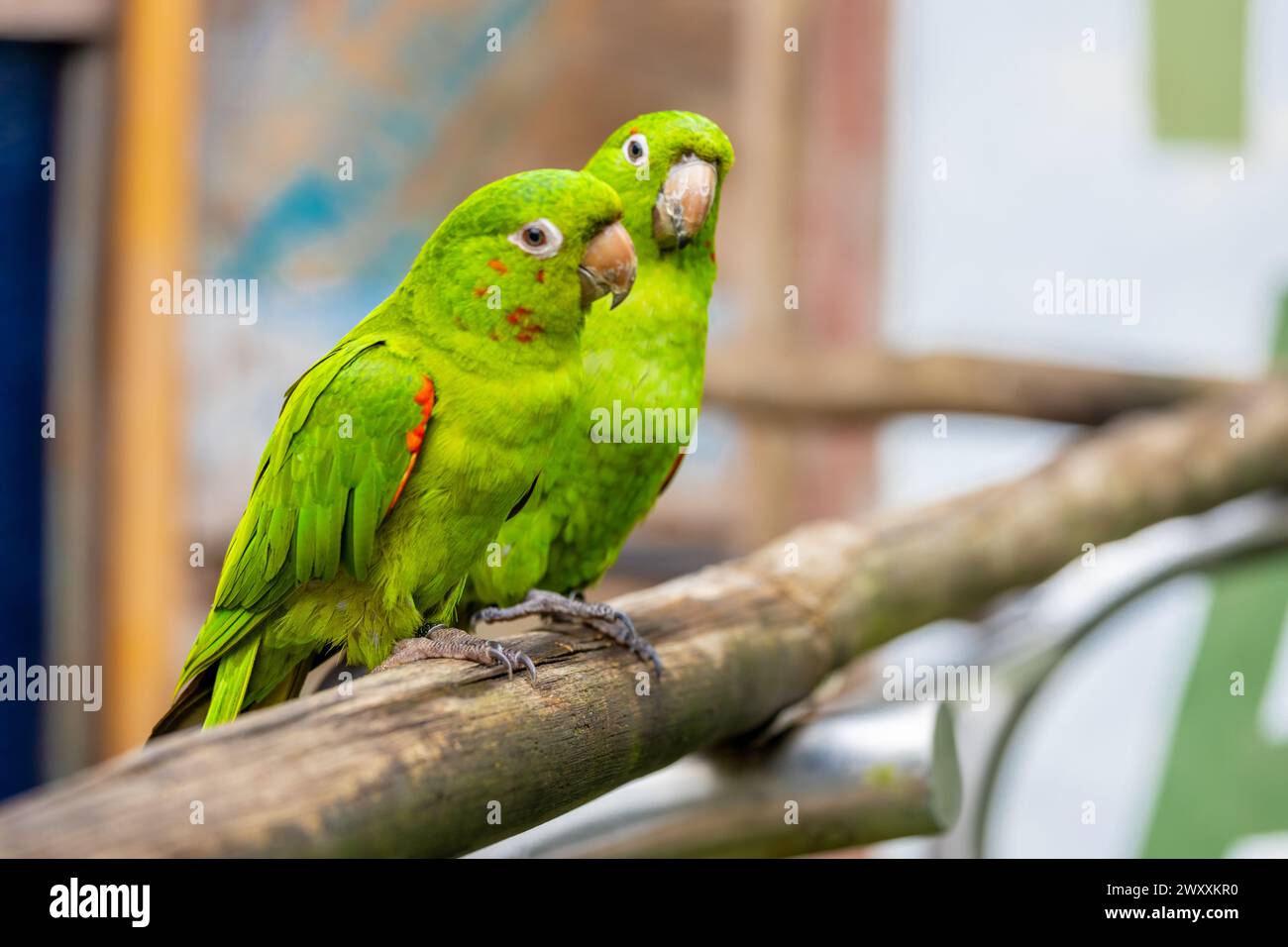 Green Parrot in a bird zoo Parque das Aves bird park Brazil Iguazu ...