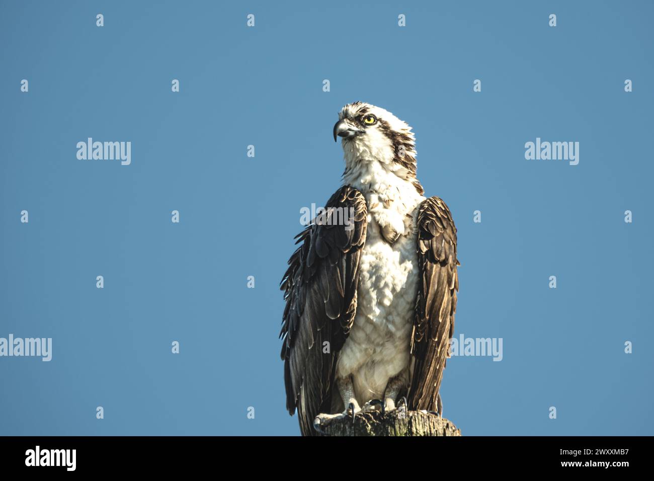 Osprey in urban setting hi-res stock photography and images - Alamy