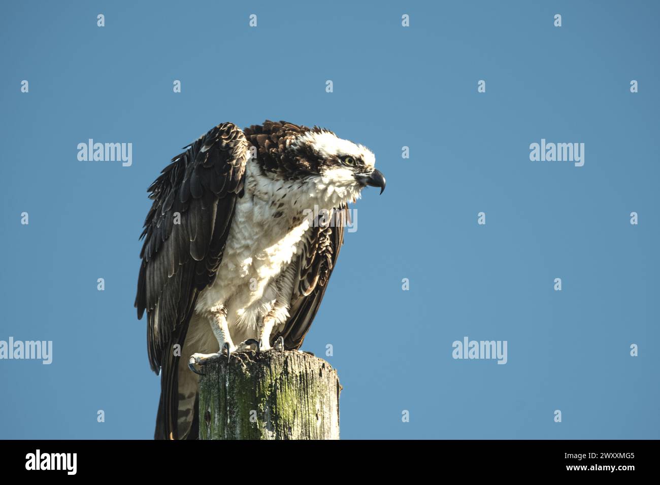 Osprey in urban setting hi-res stock photography and images - Alamy