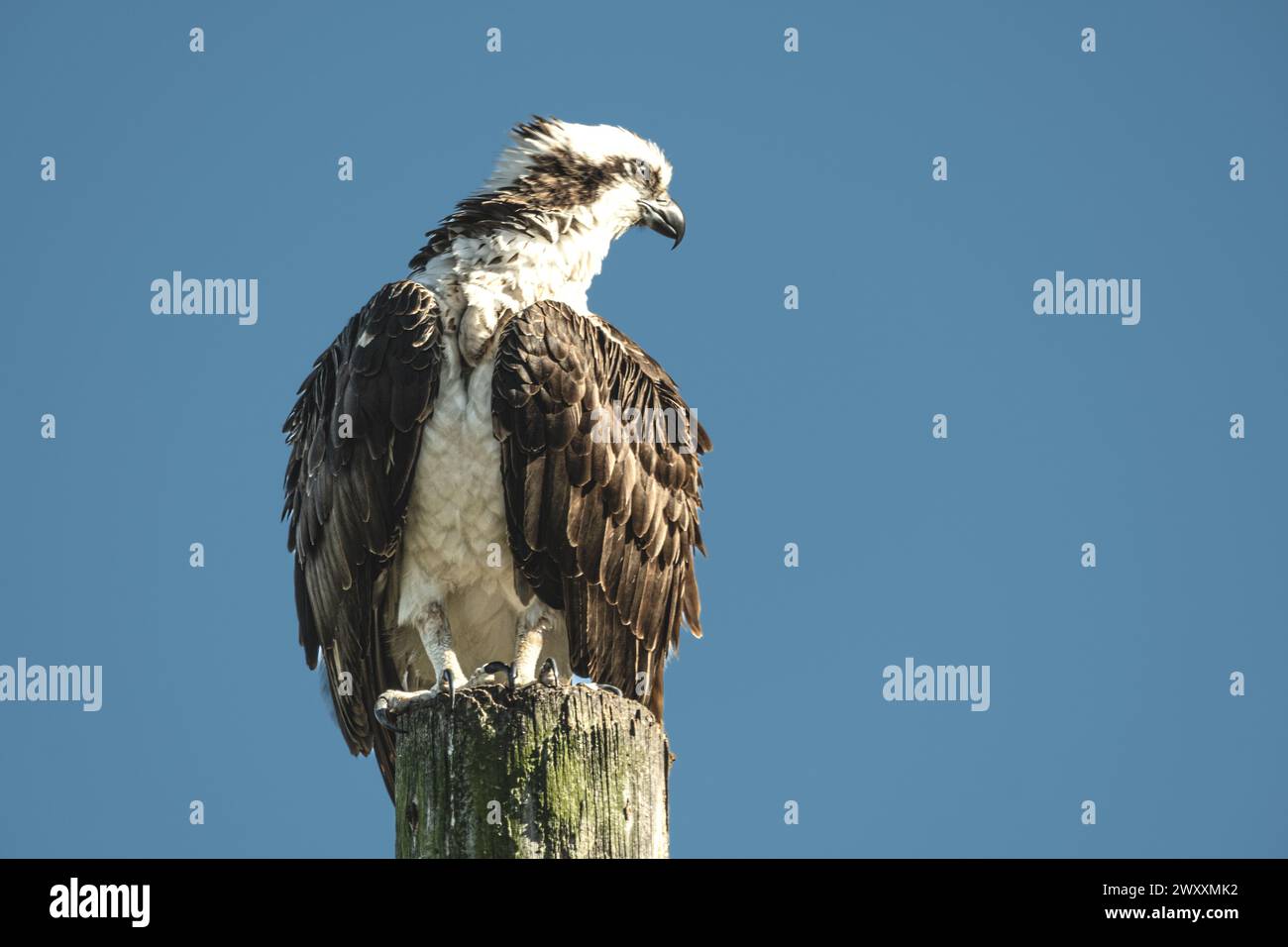 Osprey in urban setting hi-res stock photography and images - Alamy