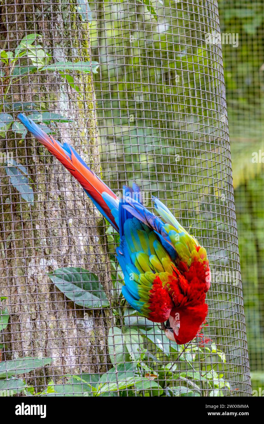 Blue yellow and red big Ara Macaw Parrot in a bird zoo Parque das Aves ...