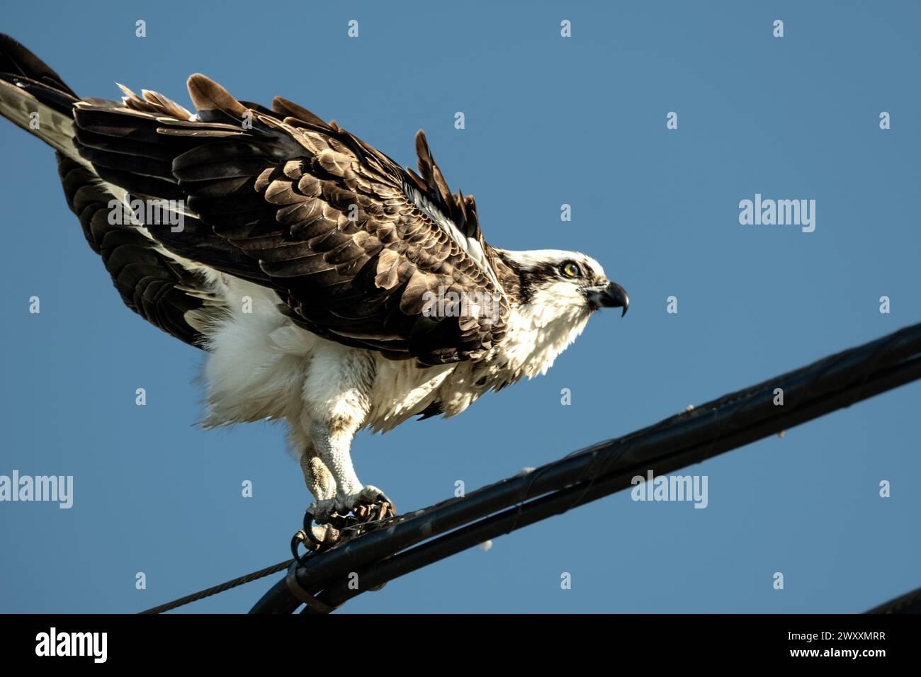 Osprey landing on branch hi-res stock photography and images - Alamy
