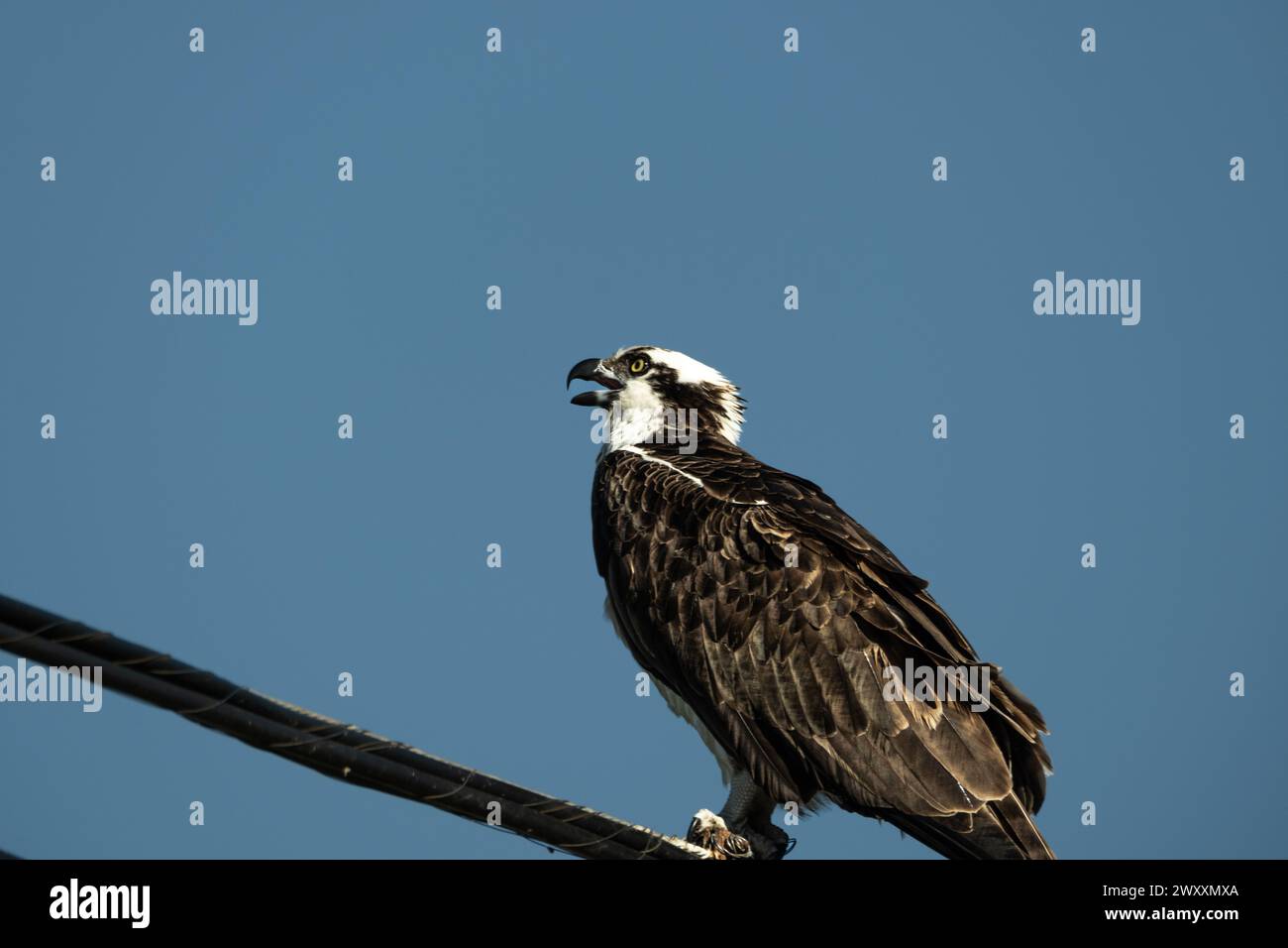 Osprey in urban setting hi-res stock photography and images - Alamy