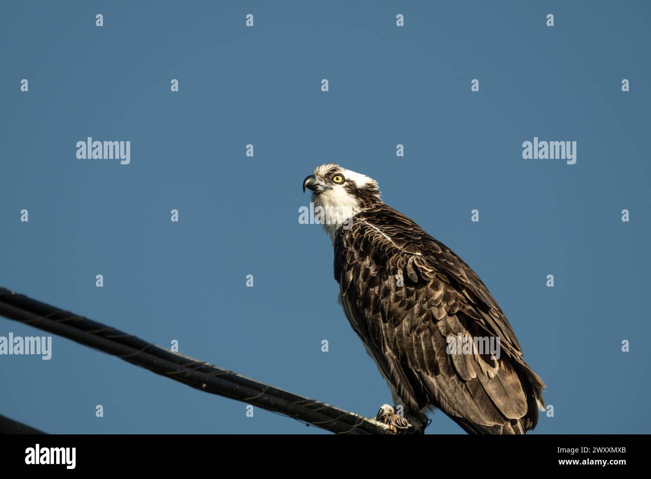 Osprey in urban setting hi-res stock photography and images - Alamy