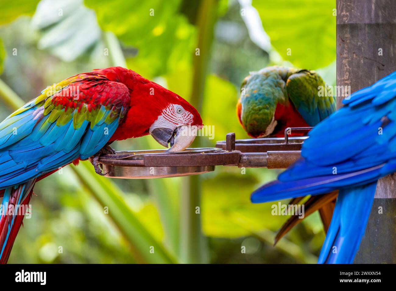 Blue yellow and red big Ara Macaw Parrot in a bird zoo Parque das Aves ...