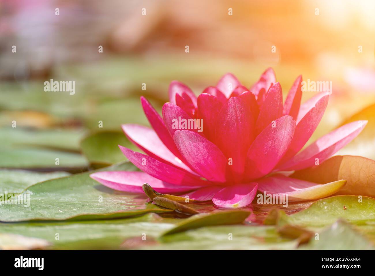 Pink lotus water lily flower in pond, waterlily with green leaves ...