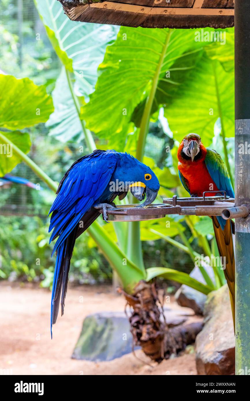 Blue yellow and red big Ara Macaw Parrot in a bird zoo Parque das Aves ...