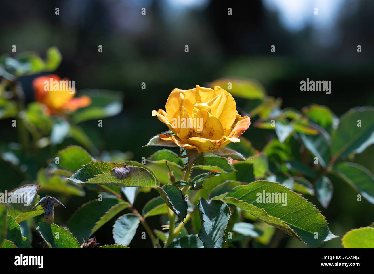 Roses in Park Ramat Hanadiv, Memorial Gardens of Baron Edmond de ...