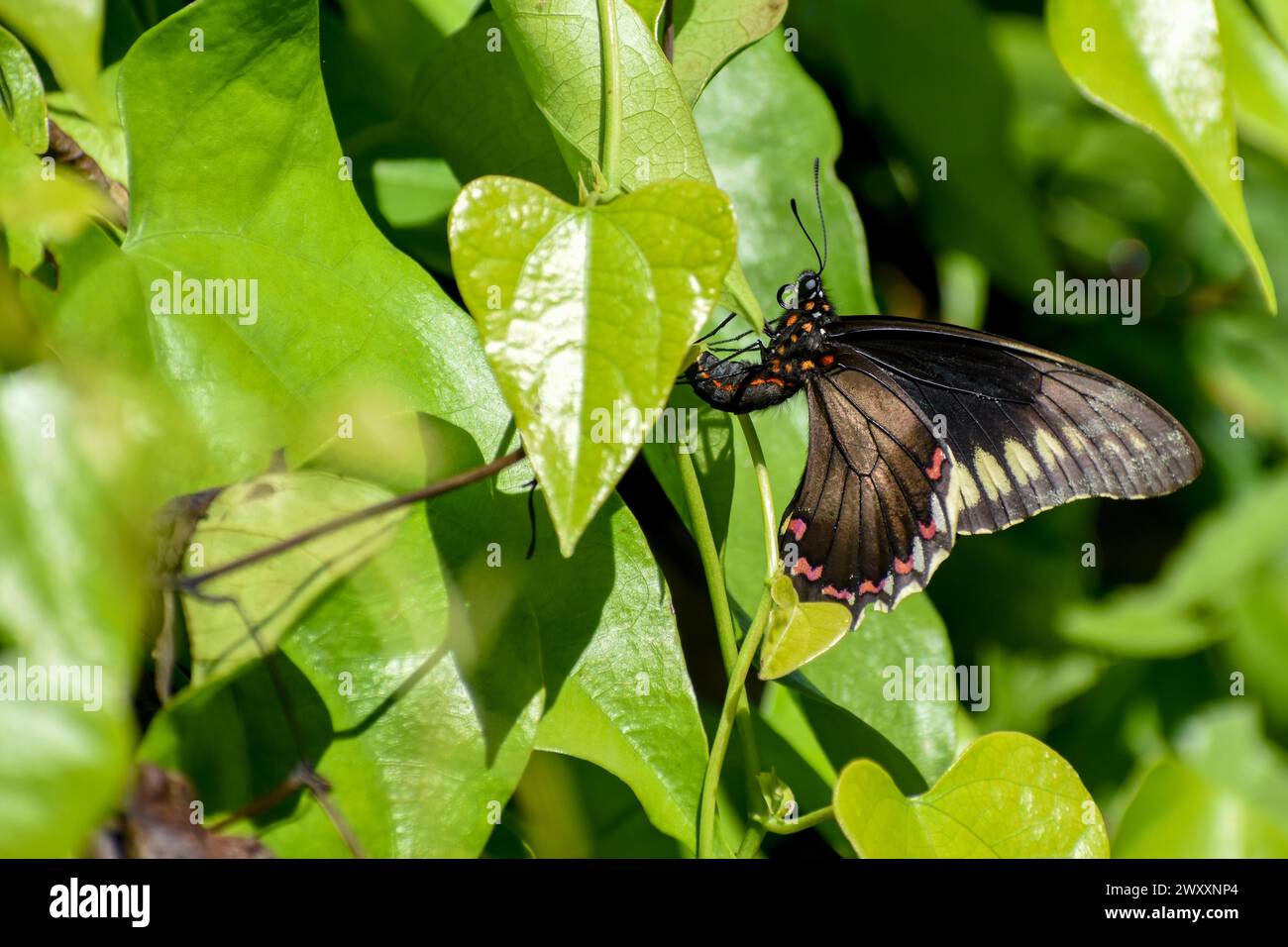 Butterfly of the species Battus polydamas polydamas, seen in Buenos ...