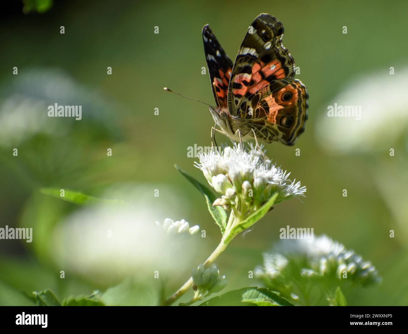 Butterfly of the species Vanessa braziliensis on wildflower ...