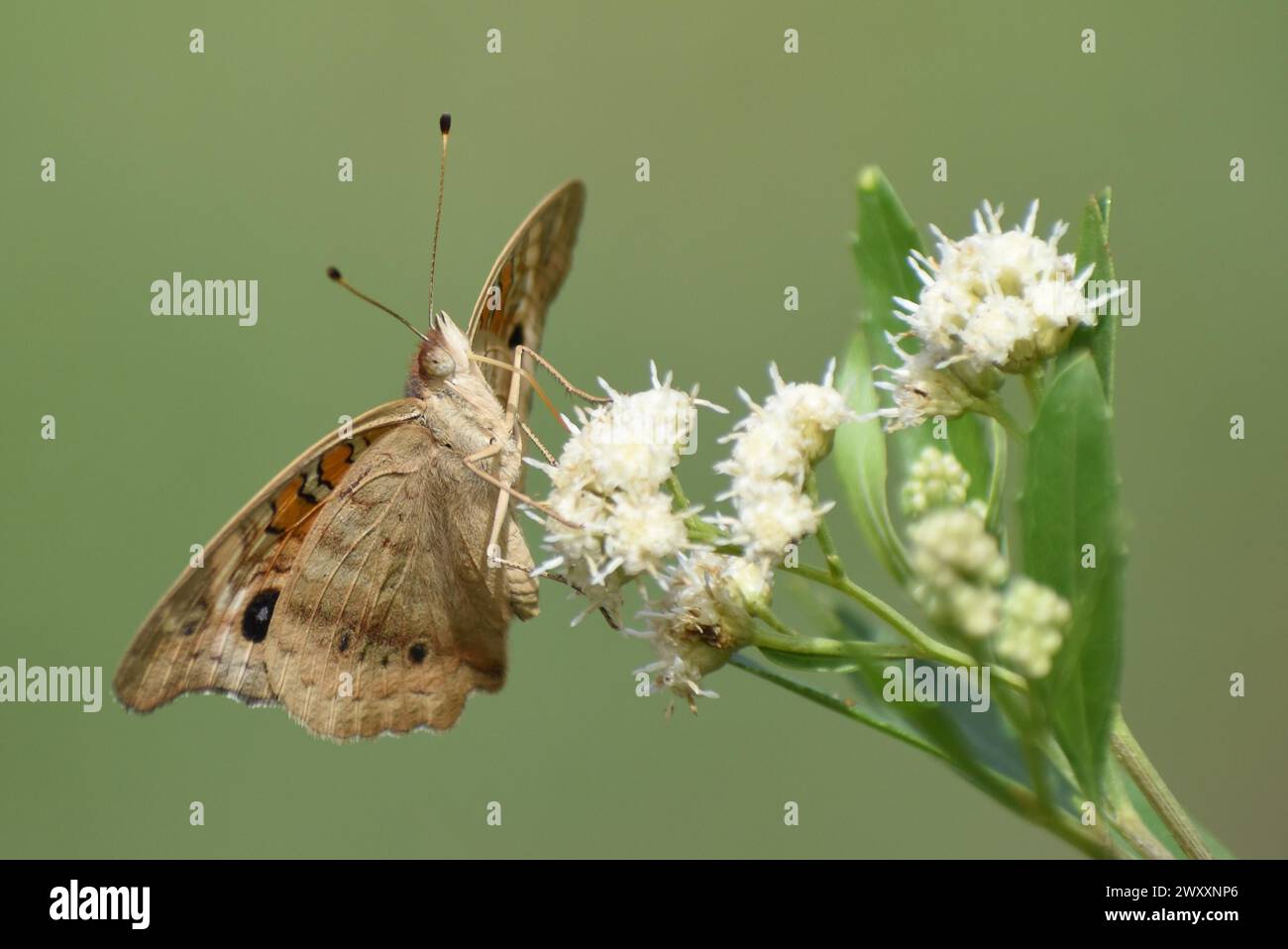 Butterfly of the species Junonia genoveva hilaris on wildflower ...