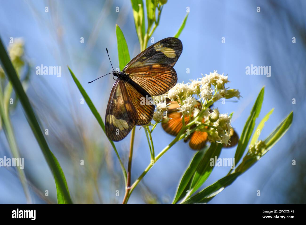Butterfly of the species Actinote pellenea on wildflower ...