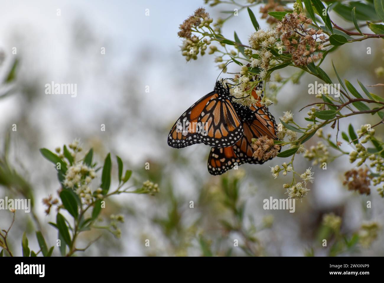Several monarch butterflies (danaus erippus, the sister species of ...