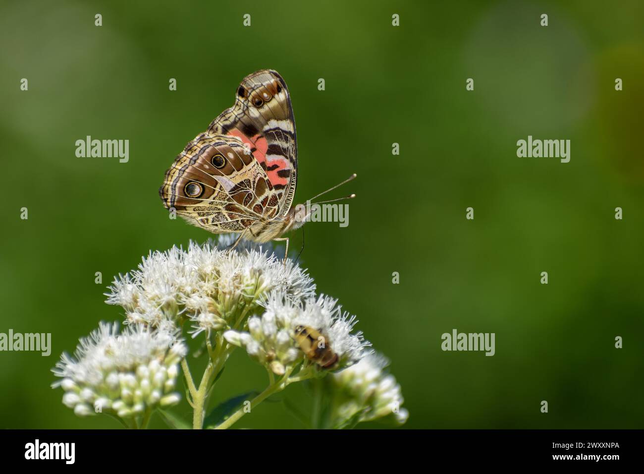 Butterfly of the species Vanessa braziliensis on wildflower ...