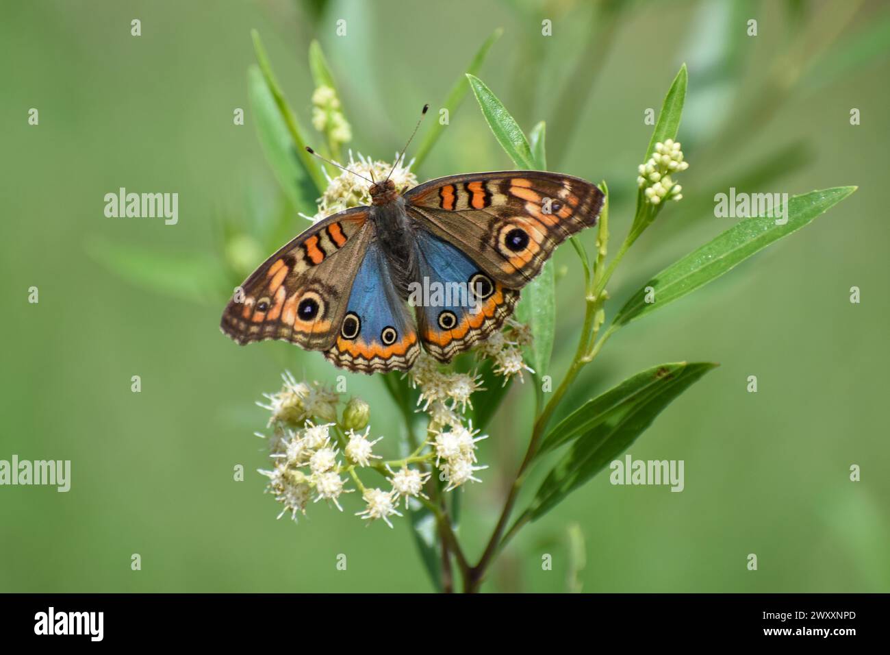 Butterfly of the species Junonia genoveva hilaris on wildflower ...