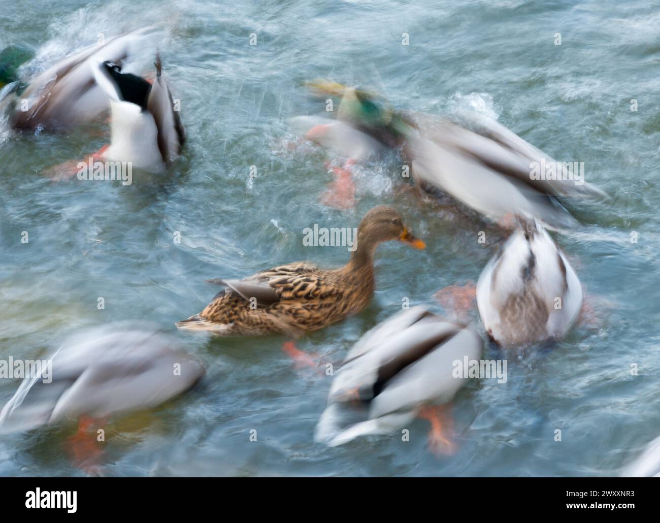 Many mallards (Anas platyrhynchos), male and female swimming on a pond ...