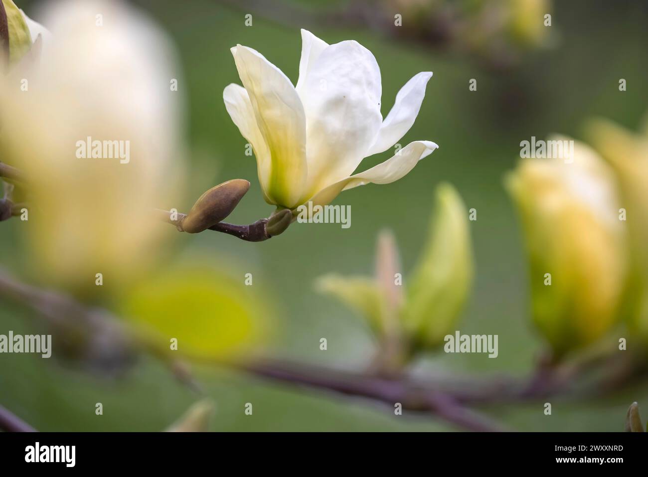 One speciality is a yellow-flowering magnolia (Magnolia Cultivar ...