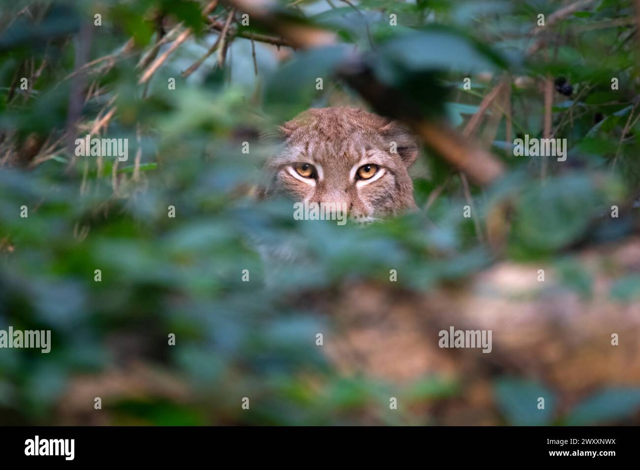 Look through the bushes hi-res stock photography and images - Alamy