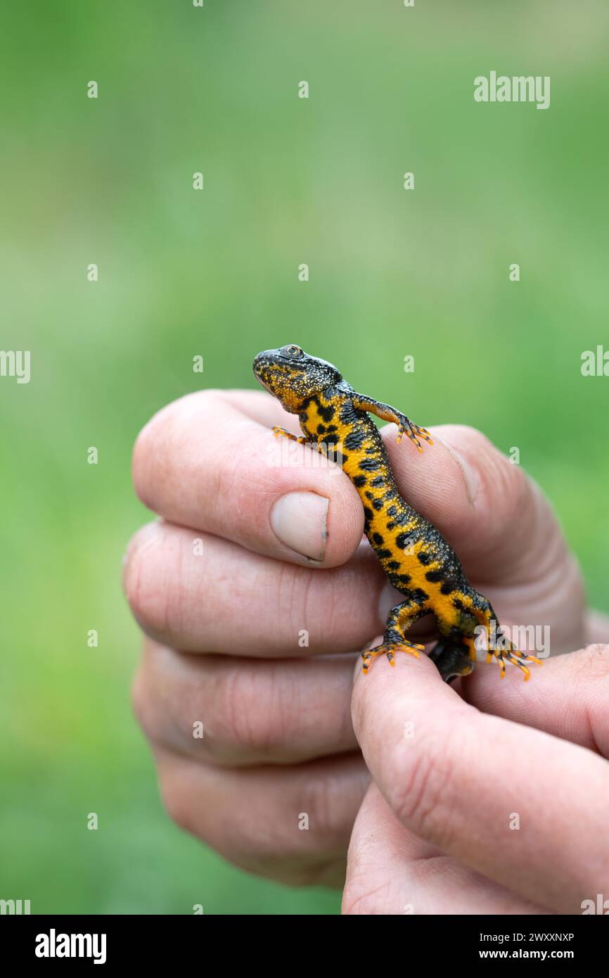 Northern crested newt (Triturus cristatus), male on hand, easily ...