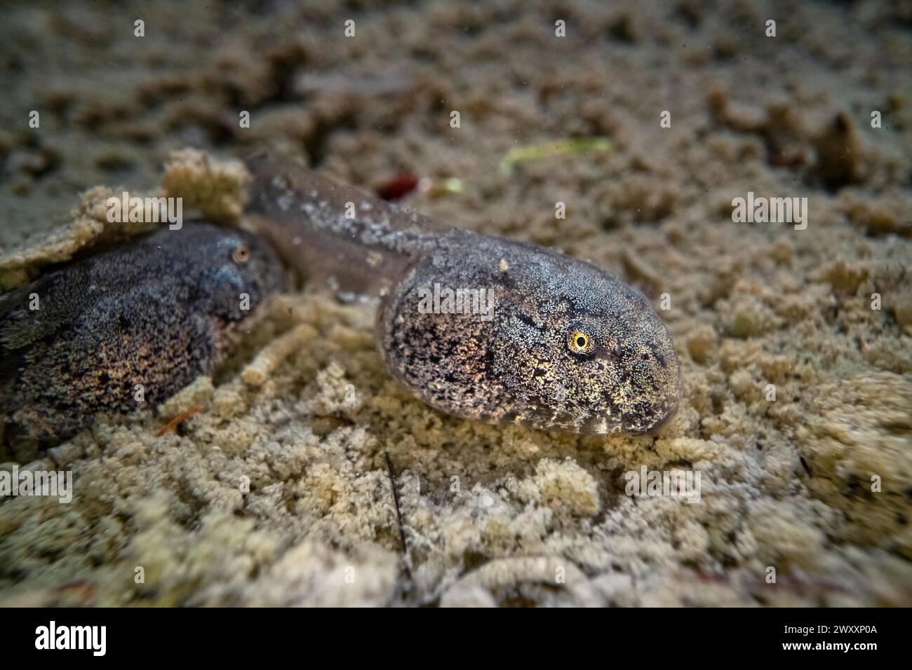 Yellow-bellied toad (Bombina variegata), two tadpoles in the spawning ...