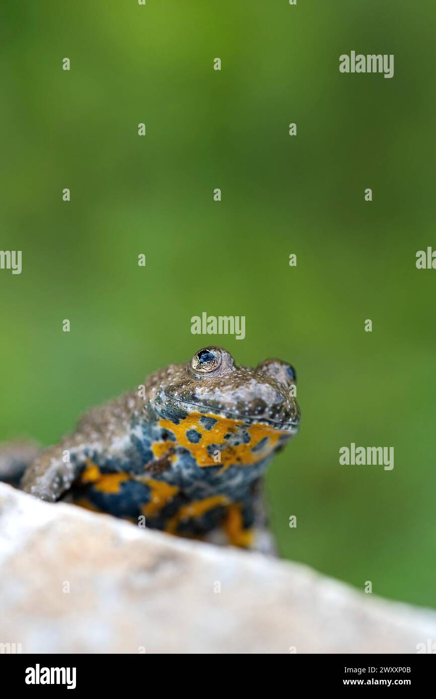 Yellow-bellied toad (Bombina variegata), sitting on stone with clearly ...