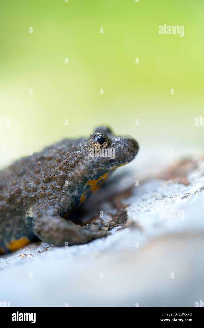Yellow-bellied toad (Bombina variegata), sitting on stone, Stolberg ...