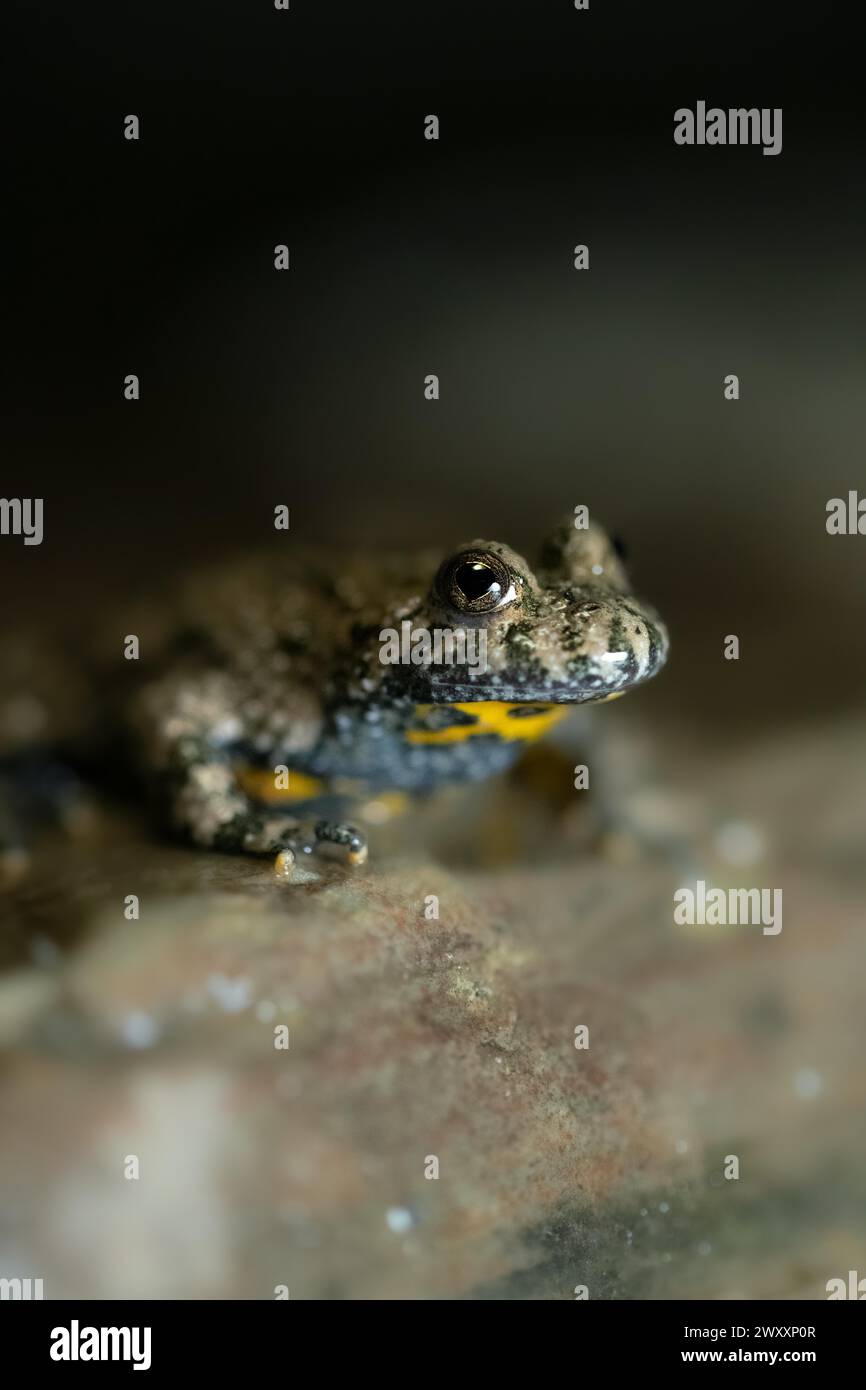 Yellow-bellied toad (Bombina variegata), sitting at night in Fuetze ...