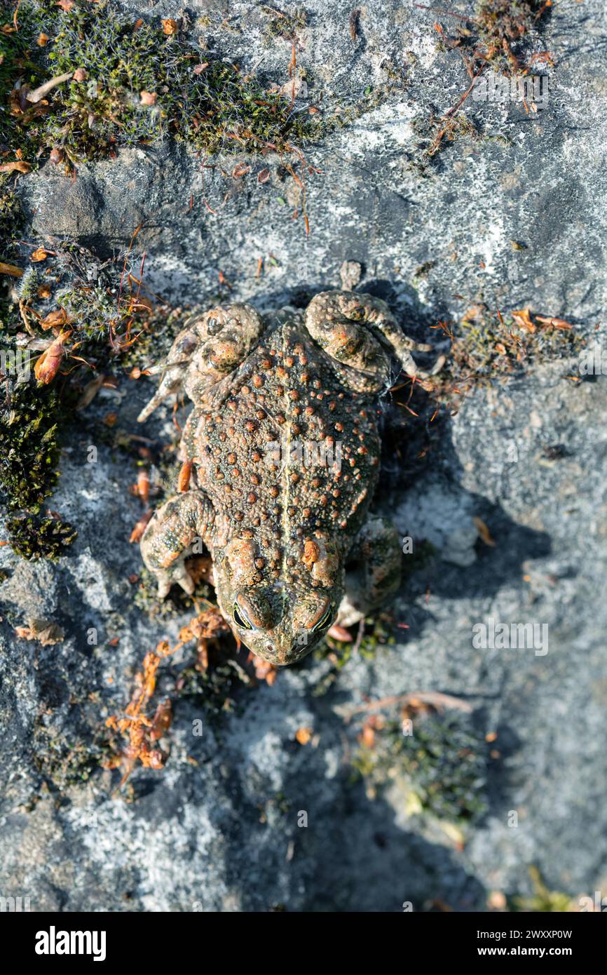 Natterjack toad (Epidalea calamita), on stone from above, clearly ...