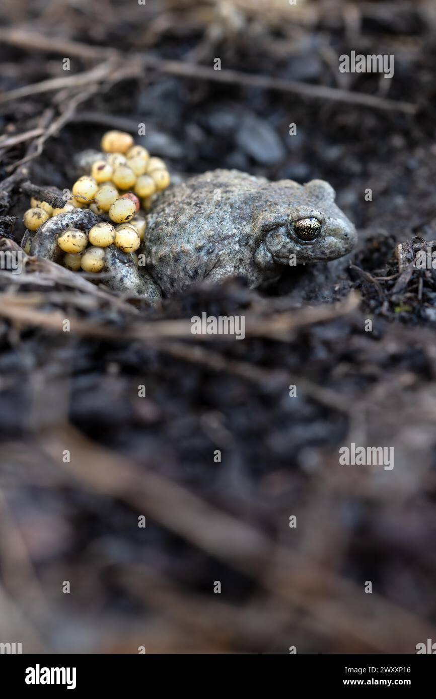Common midwife toad (Alytes obstetricans), male with eggs, North Rhine ...