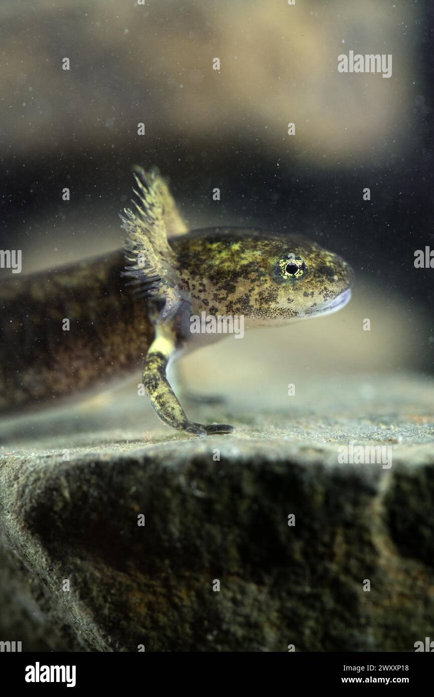 Fire salamander (Salamandra salamandra), larva from the side with ...