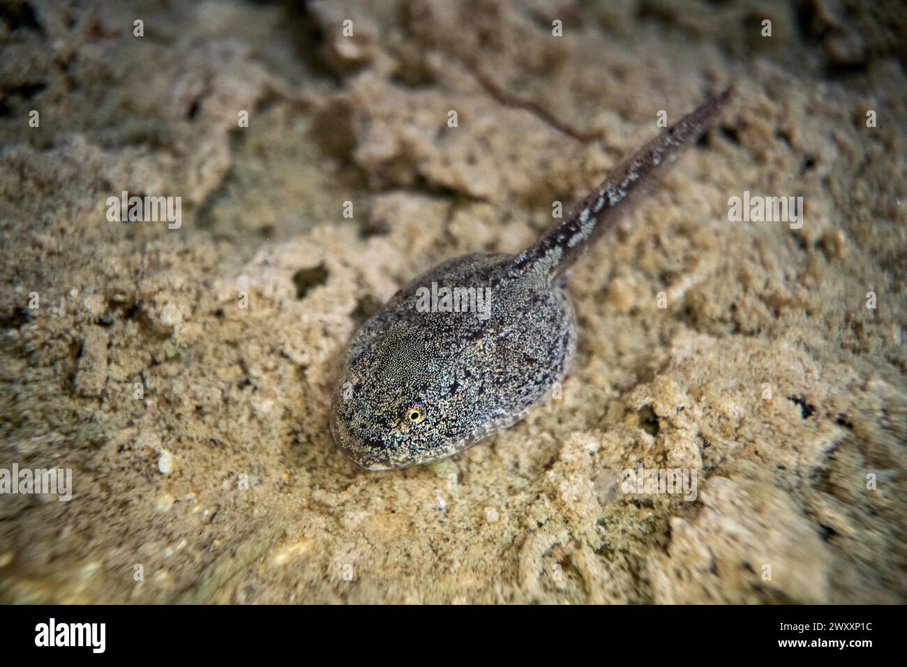 Yellow-bellied toad (Bombina variegata), a tadpole in the spawning ...