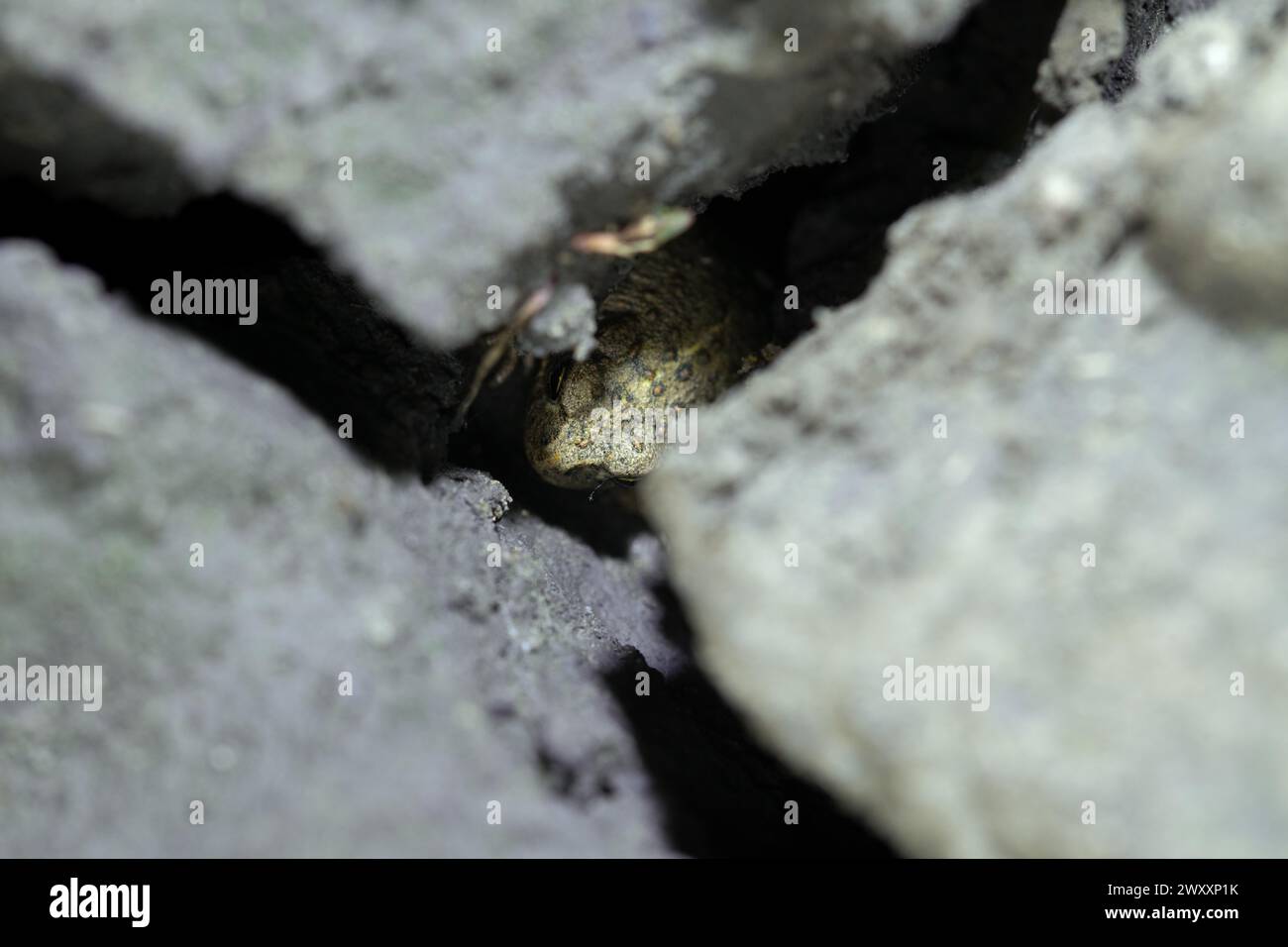 Natterjack toad (Epidalea calamita), hidden in a dry crack in the ...