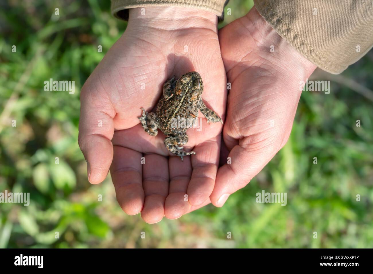 Natterjack toad (Epidalea calamita), on hand, clearly visible name ... Natterjack toad (Epidalea calamita), on hand, clearly visible name ...