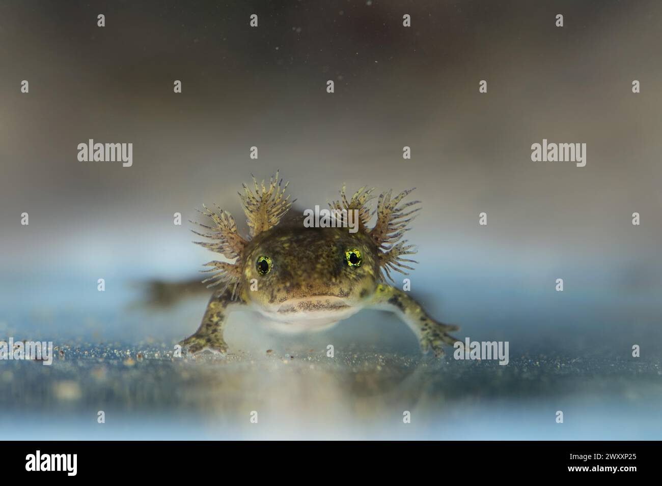 Fire salamander (Salamandra salamandra), larva from the front with ...