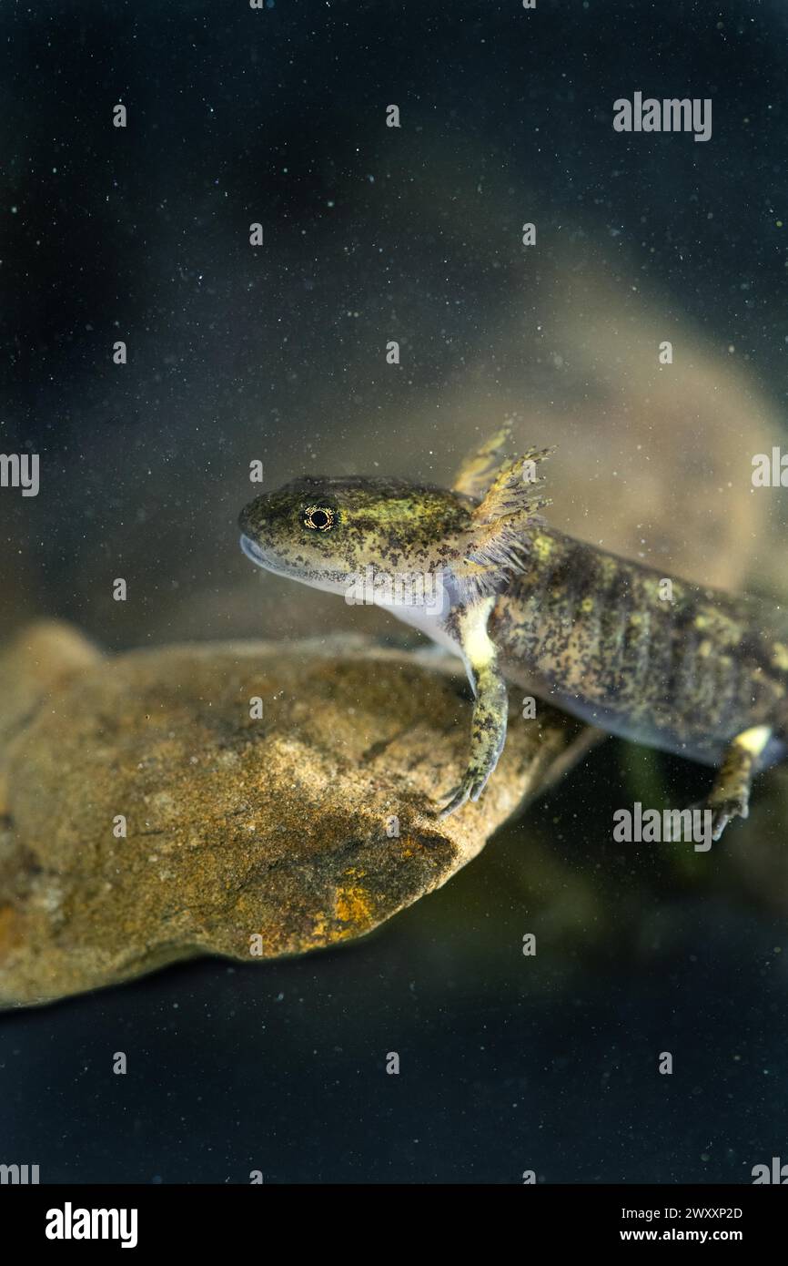 Fire salamander (Salamandra salamandra), larva from the side with ...