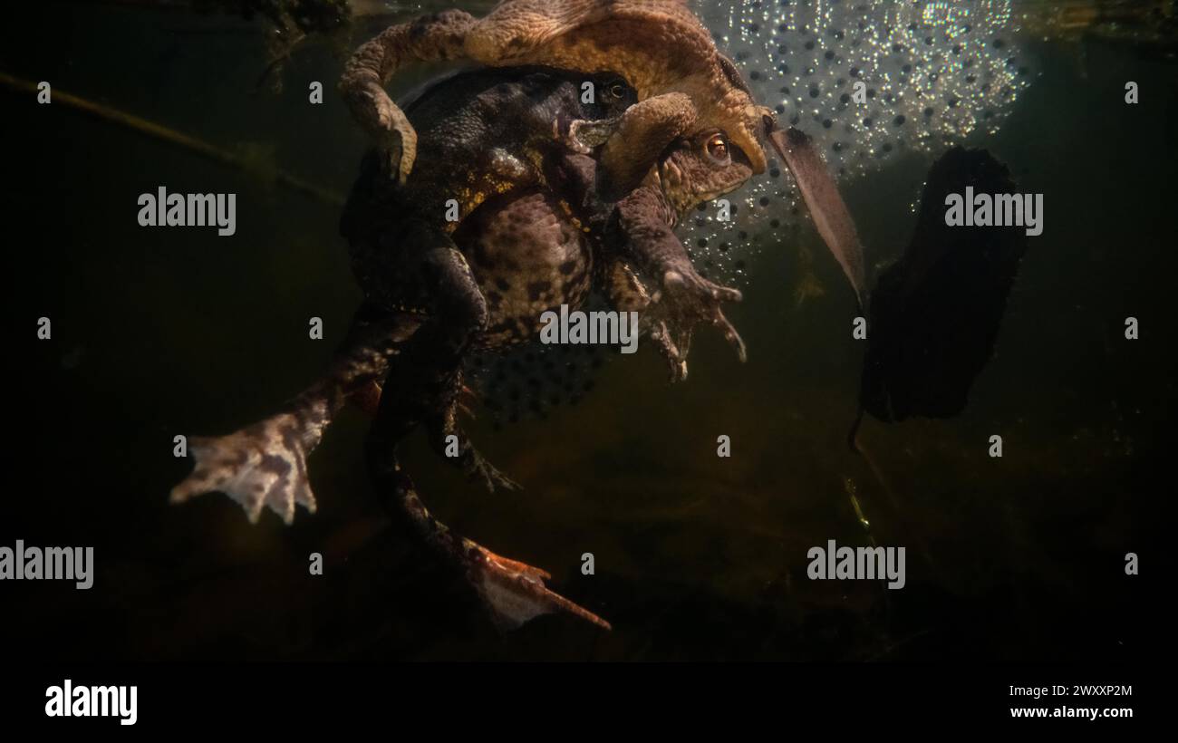 Common toad (Bufo bufo), common frog (Rana temporaria), mismatch ...