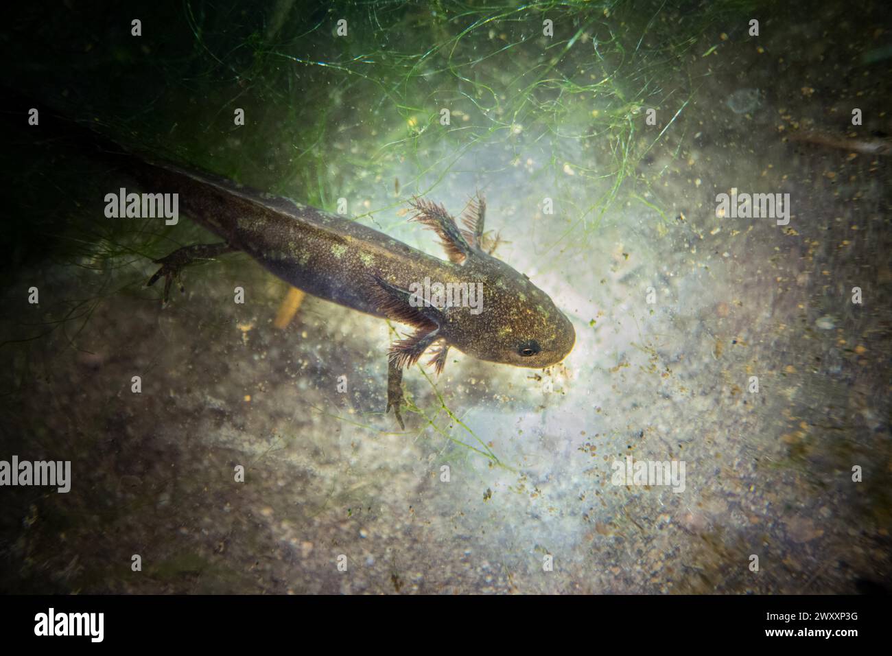 Alpine newt (Ichthyosaura alpestris), larva swimming in aquatic plants ...