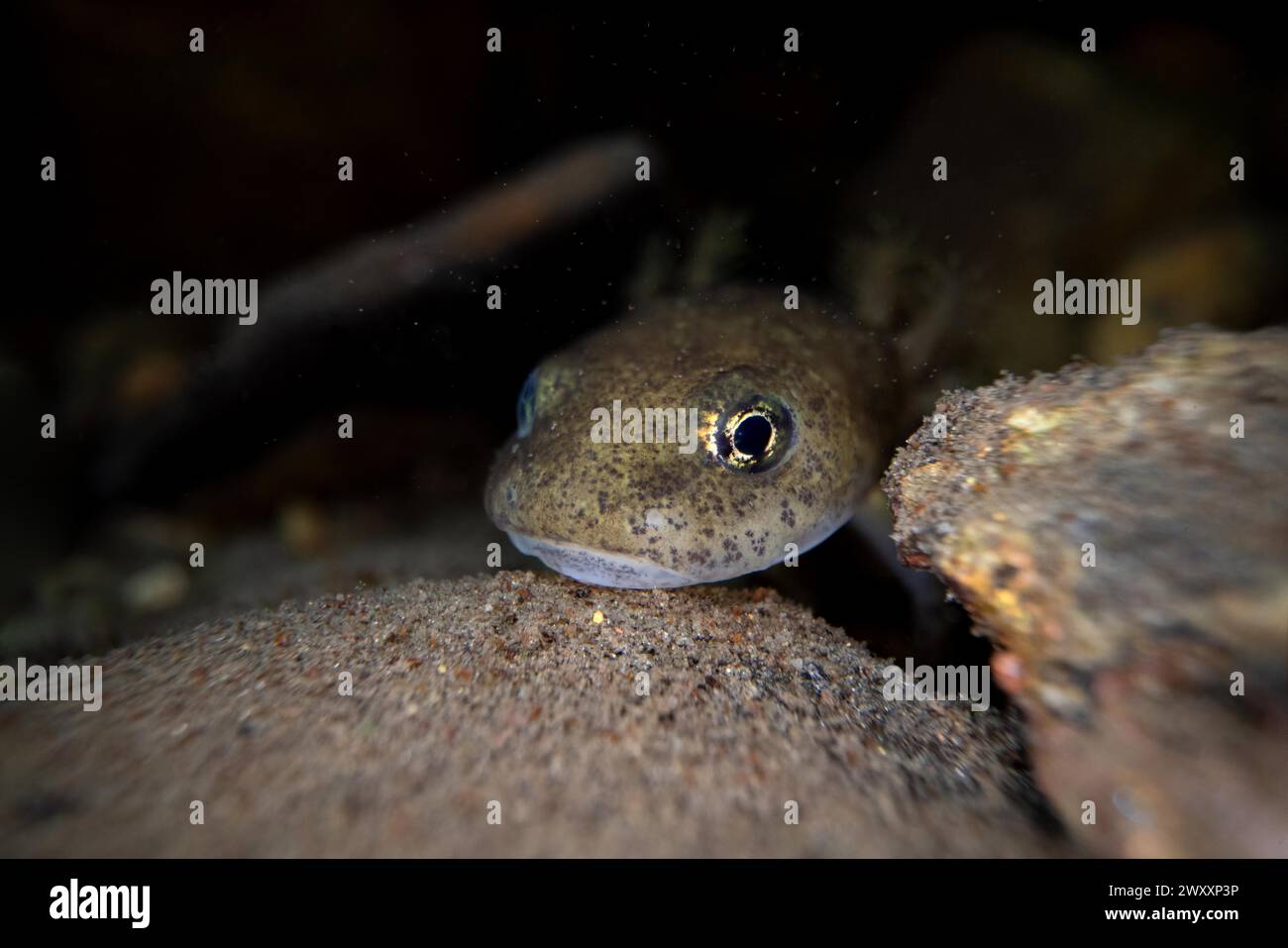 Fire salamander (Salamandra salamandra), larva on stone at the bottom ...