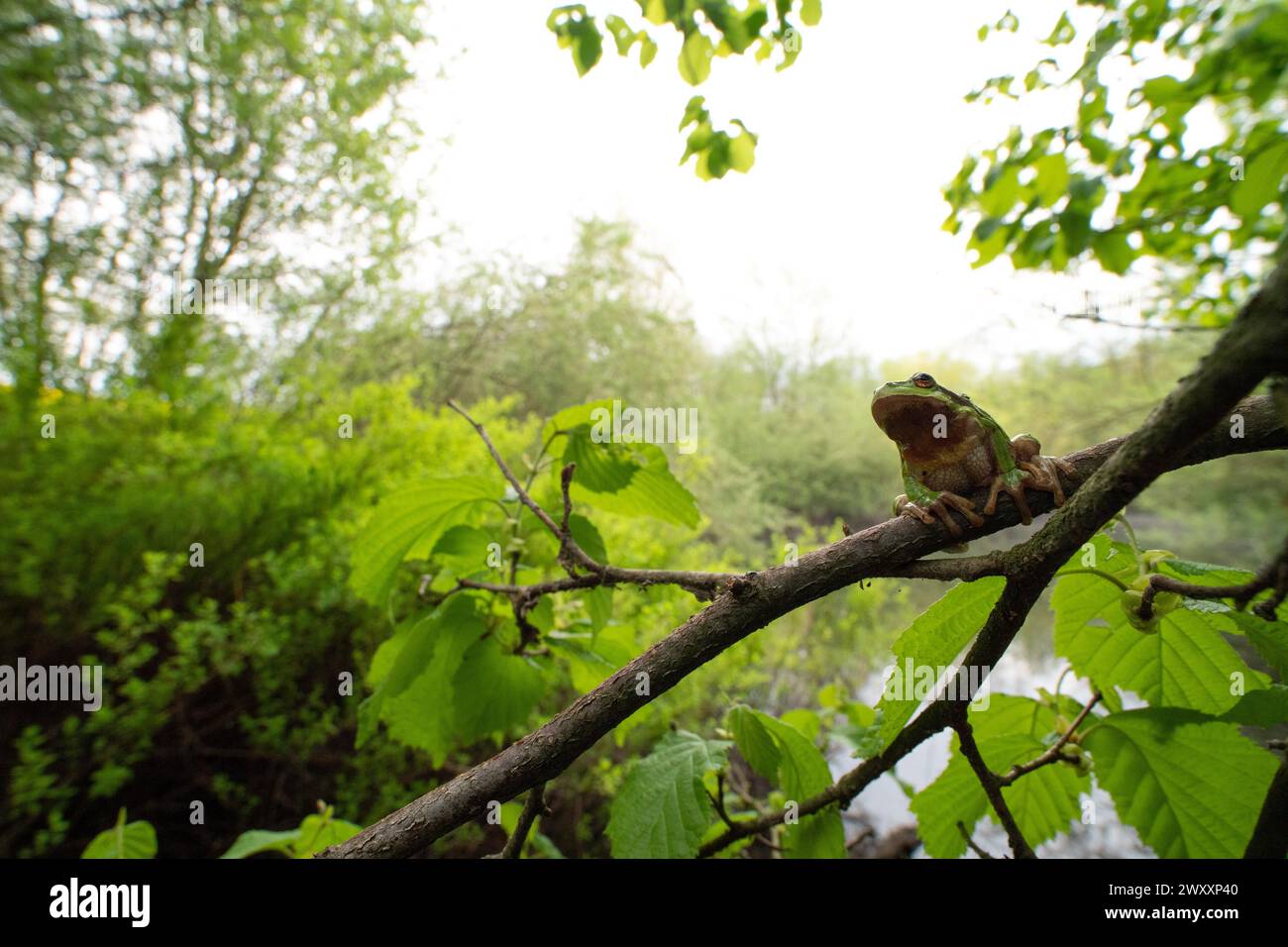 European tree frog (Hyla arborea), climbing a tree at the edge of the ...