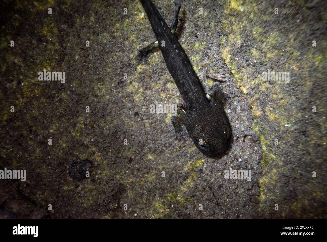 Fire salamander (Salamandra salamandra), larva on stone at the bottom ...