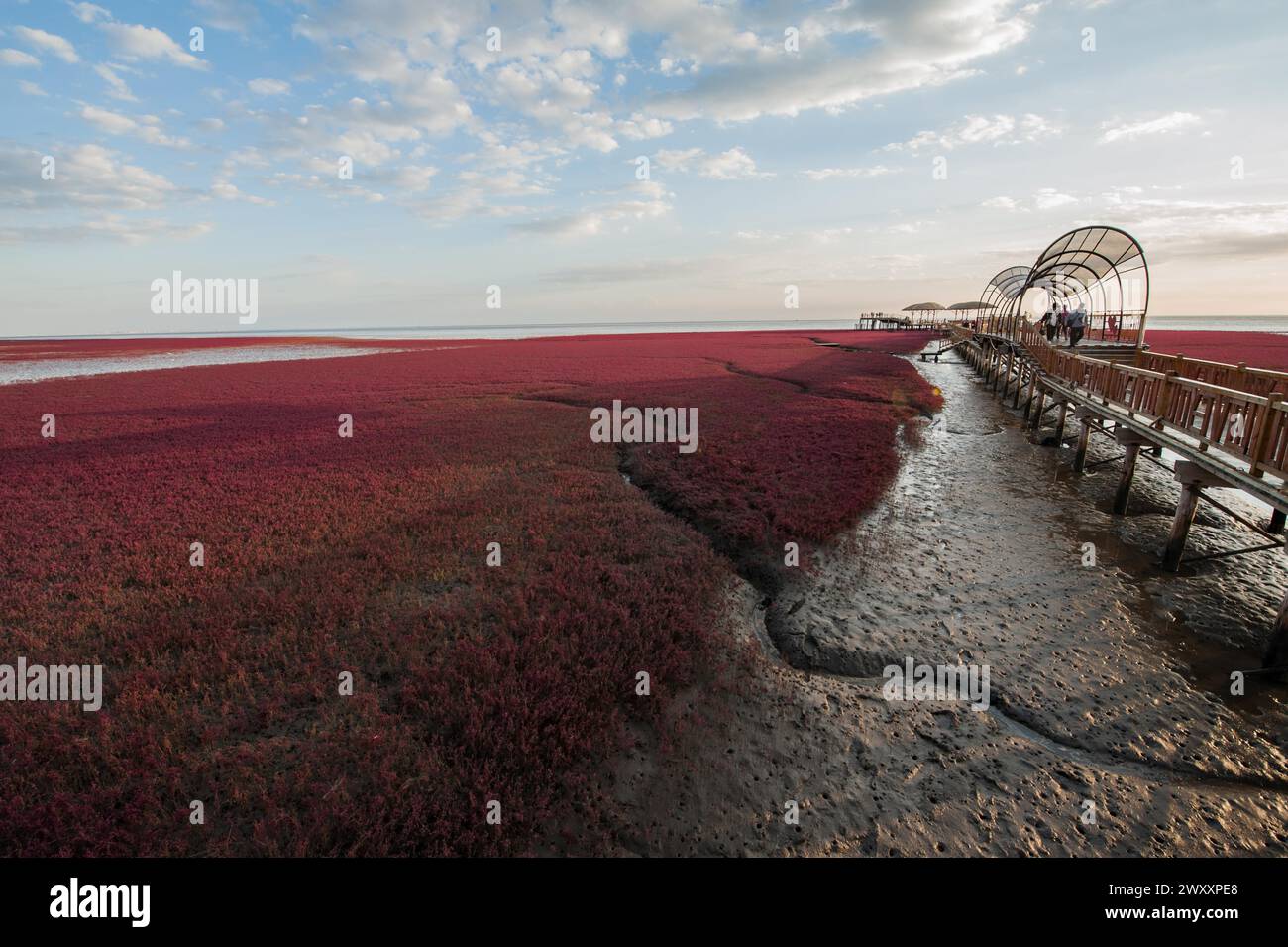 Red beach, landscape, nature, sunset, china Stock Photo - Alamy