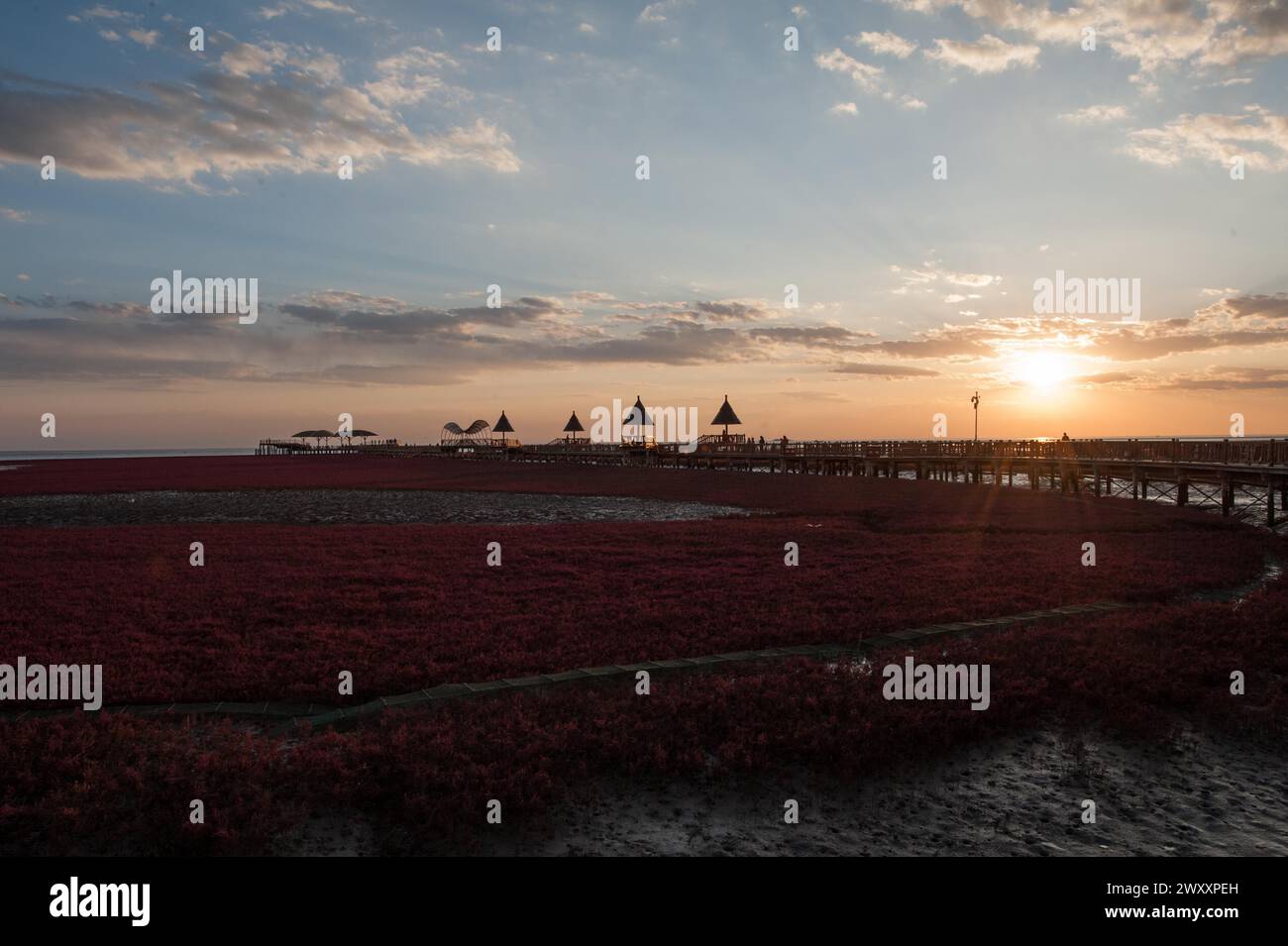 Red beach, landscape, nature, sunset, china Stock Photo - Alamy
