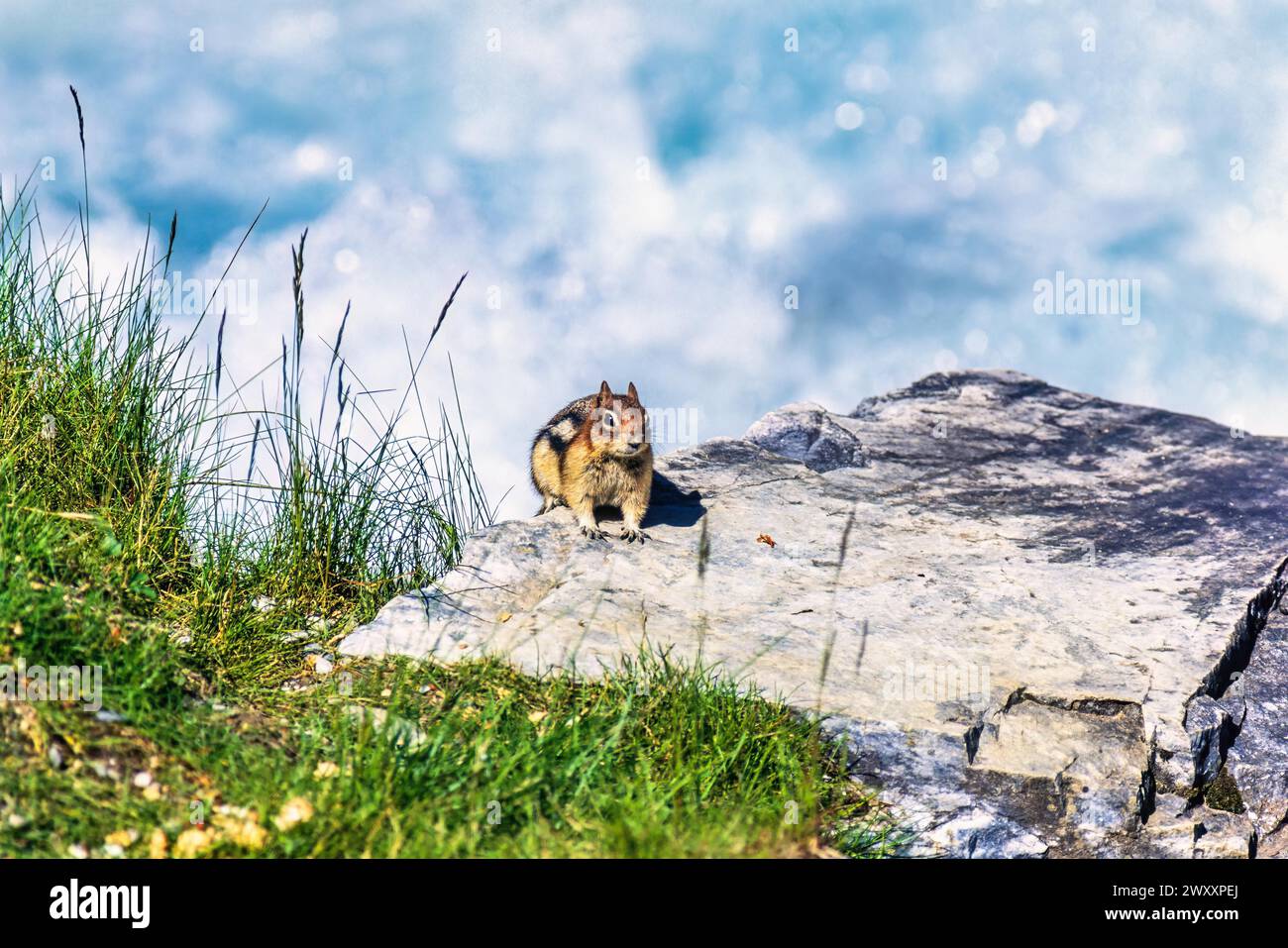 Golden-mantled ground squirrel (Callospermophilus lateralis) on a rock ...