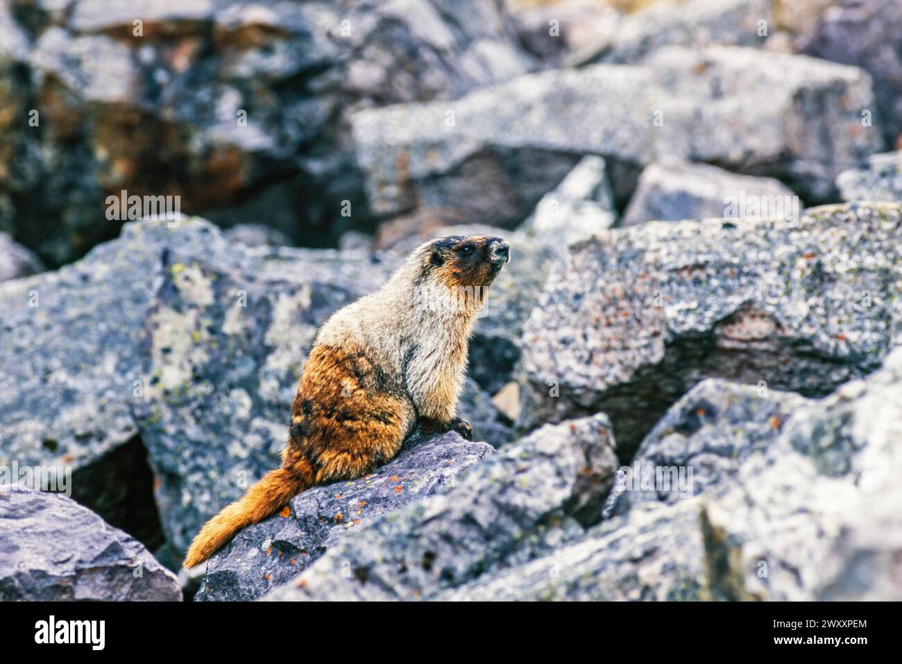 Hoary marmot (Marmota caligata) sitting on a rock at a rockfall scree ...