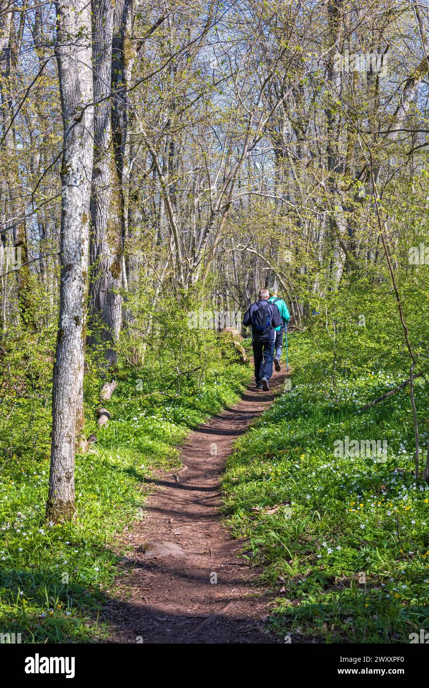 Hikers on a path in a lush green forest a sunny spring day Stock Photo ...
