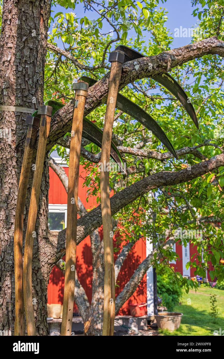 Scythes hanging on a tree branch by a red cottage in the countryside ...