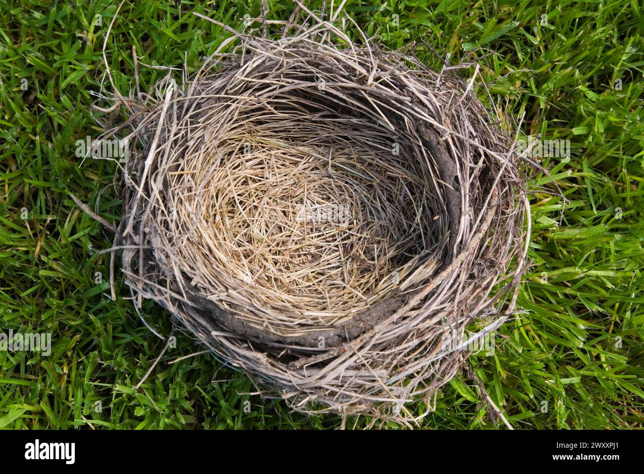 American robin nest hi-res stock photography and images - Alamy