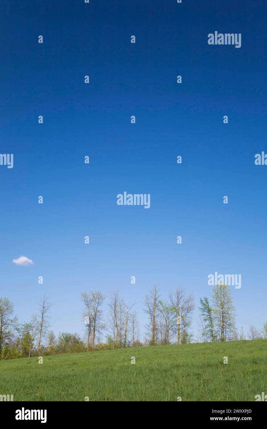 Deciduous trees with emerging leaves in grass field on hill in spring ...